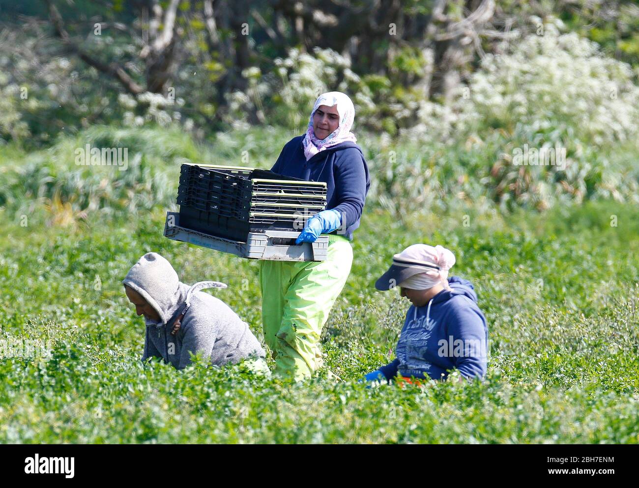 Farm workers harvests during a nationwide lockdown in the wake of ...