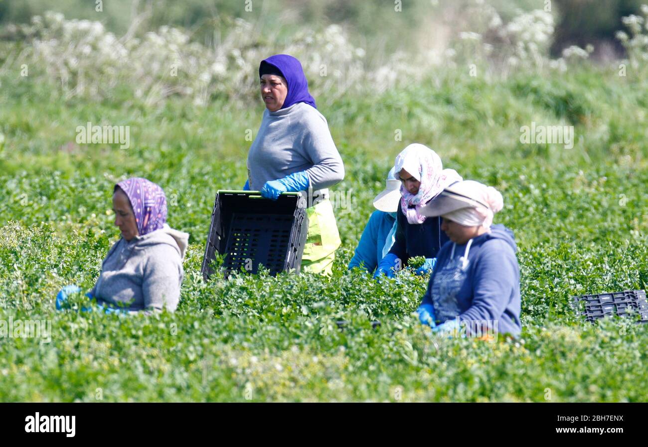 Farm workers harvests during a nationwide lockdown in the wake of ...