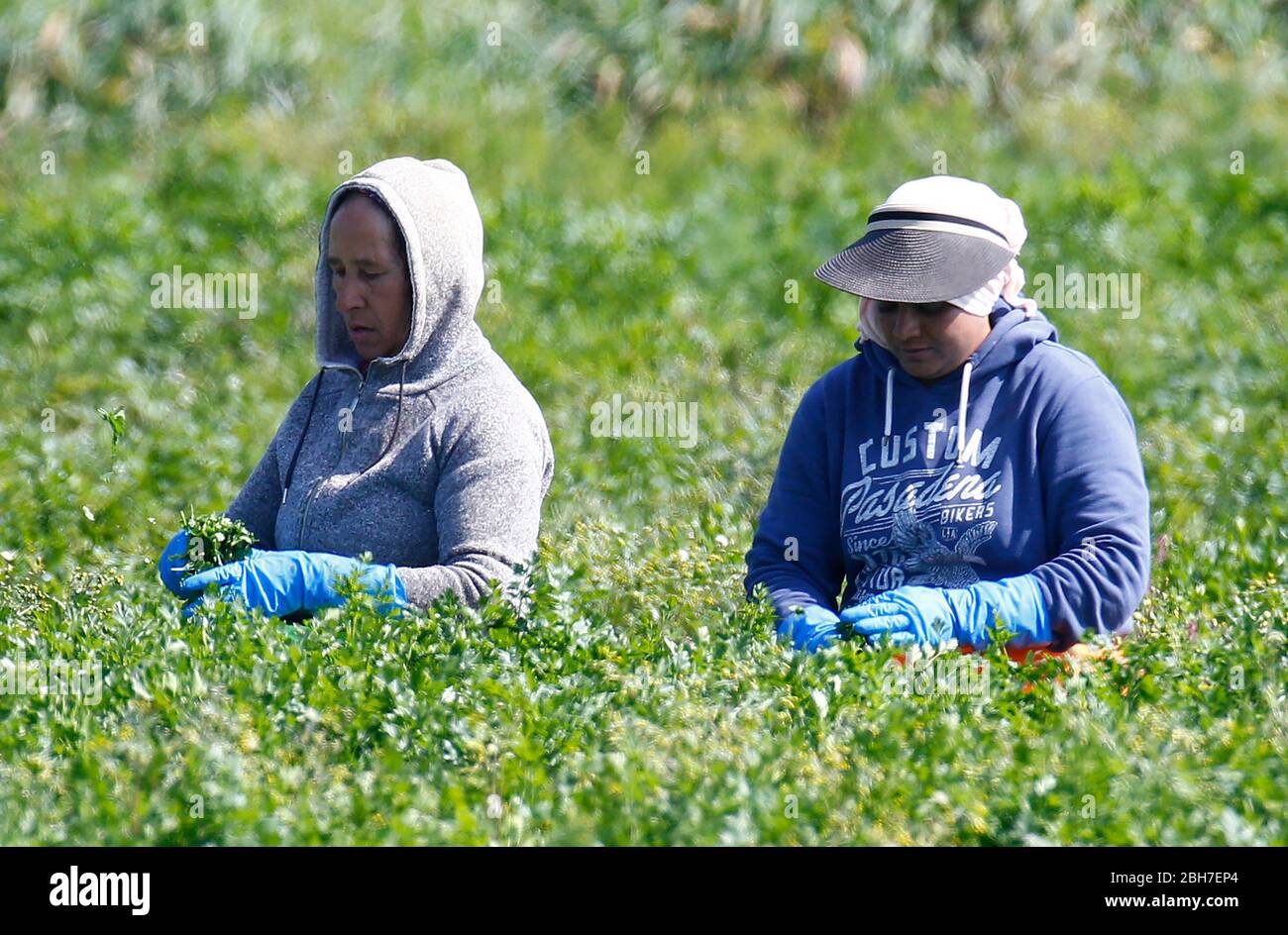 Farm workers harvests during a nationwide lockdown in the wake of ...