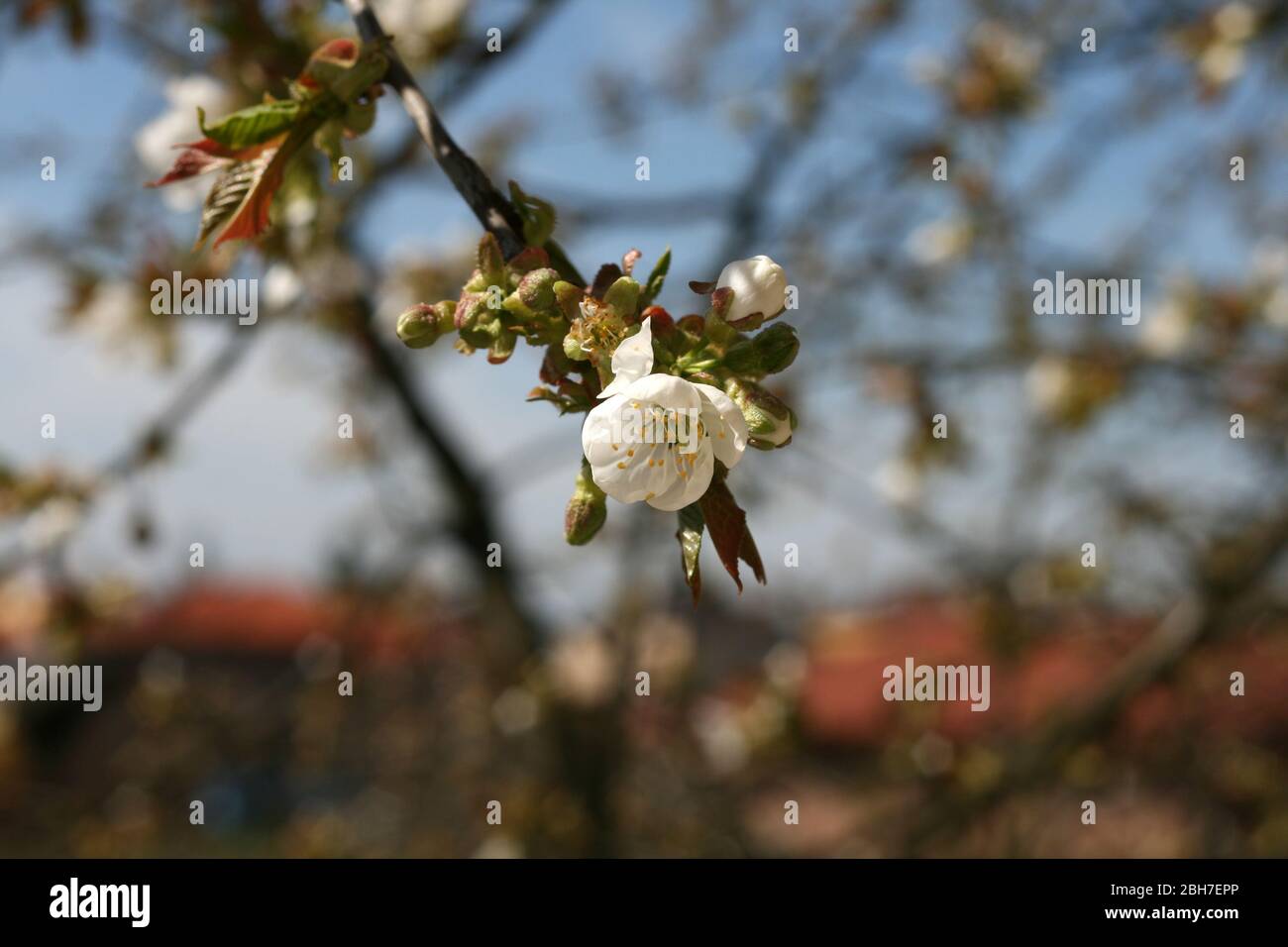 the first buds of flowers in a beautiful sunny sunshine Stock Photo - Alamy