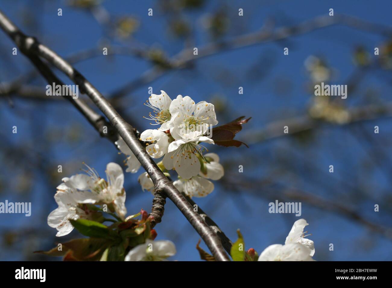 the first buds of flowers in a beautiful sunny sunshine Stock Photo - Alamy