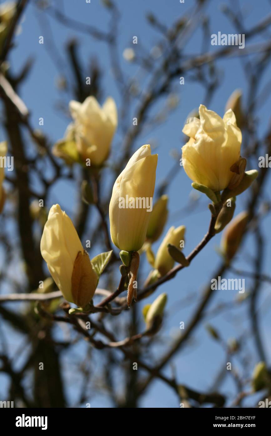the first buds of flowers in a beautiful sunny sunshine Stock Photo - Alamy