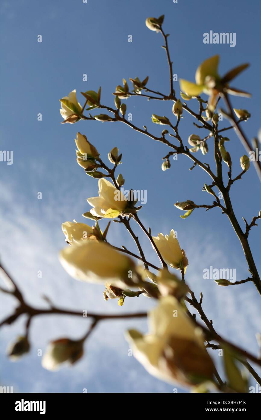 the first buds of flowers in a beautiful sunny sunshine Stock Photo - Alamy