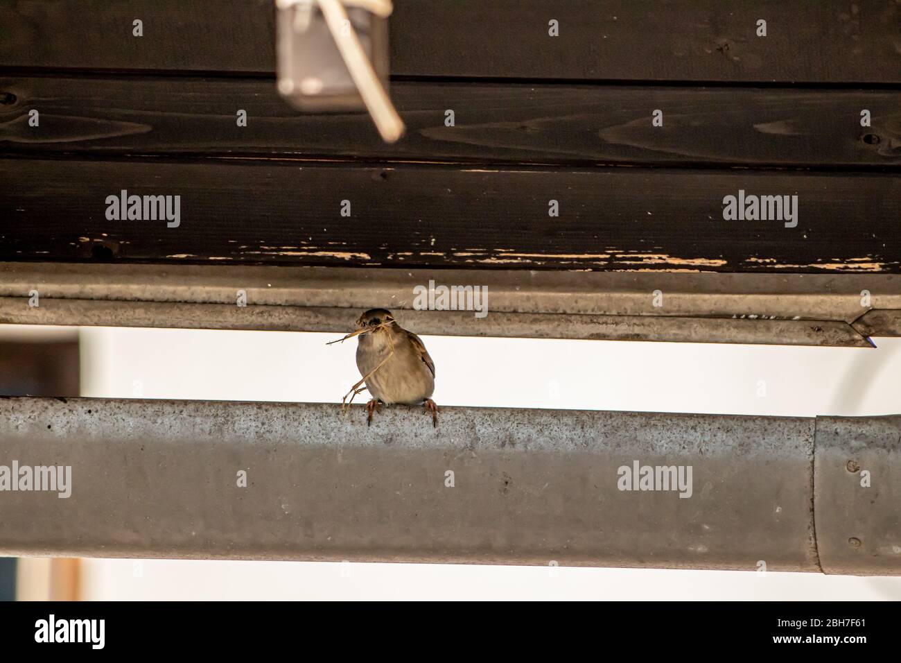 Female house sparrow bringing back strews Stock Photo - Alamy Female house sparrow bringing back strews Stock Photo - Alamy