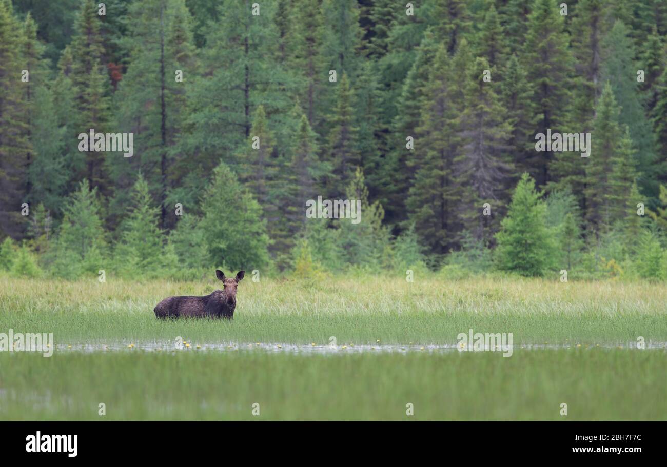 Moose (Alces alces) grazing in the marshes of Opeongo lake in Algonquin ...