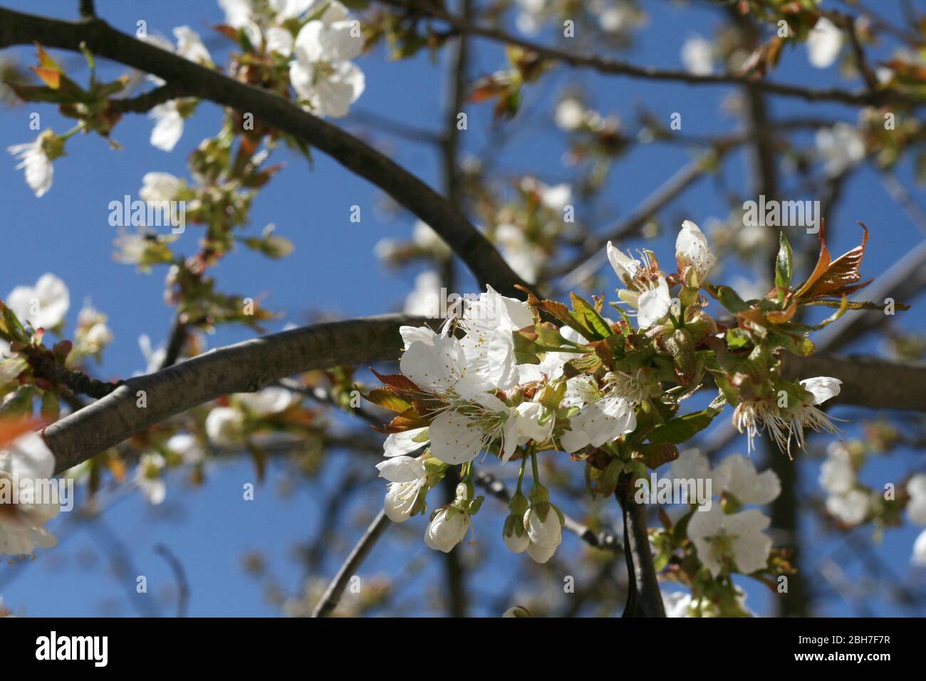 the first buds of flowers in a beautiful sunny sunshine Stock Photo - Alamy