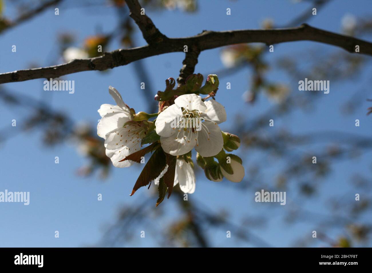 the first buds of flowers in a beautiful sunny sunshine Stock Photo - Alamy