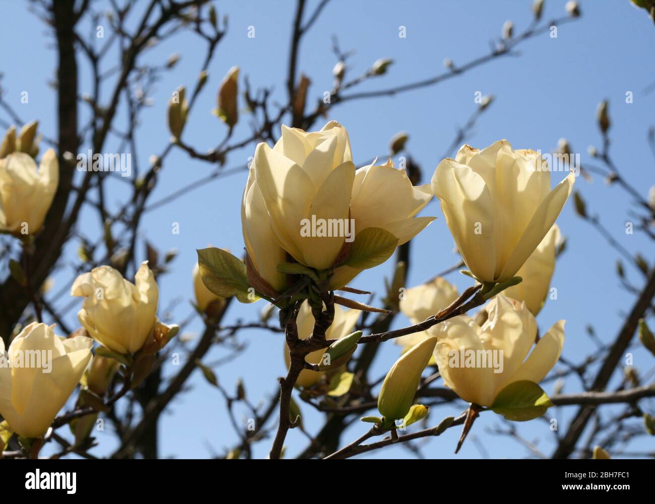 the first buds of flowers in a beautiful sunny sunshine Stock Photo - Alamy