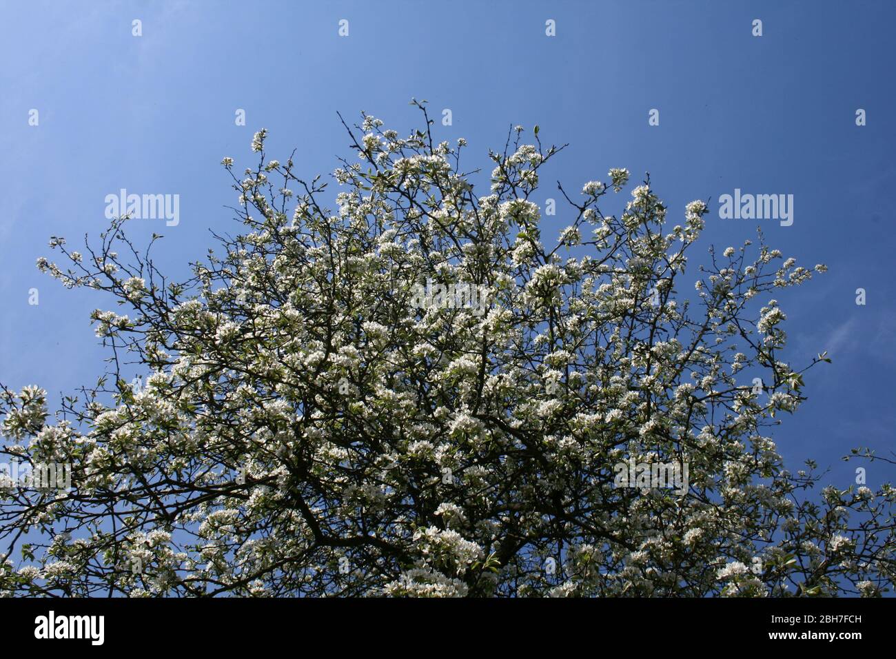 the first buds of flowers in a beautiful sunny sunshine Stock Photo - Alamy