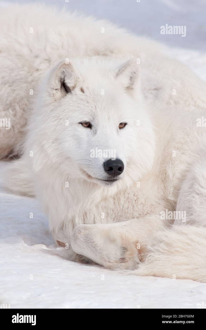 Wild alaskan tundra wolf is lying on white snow. Canis lupus arctos ...