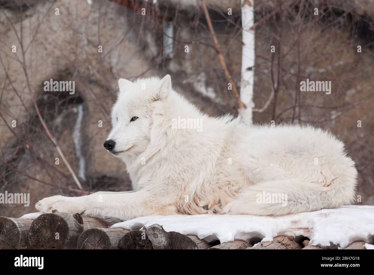 Wild alaskan tundra wolf is lying on wooden logs. Animals in wildlife ...