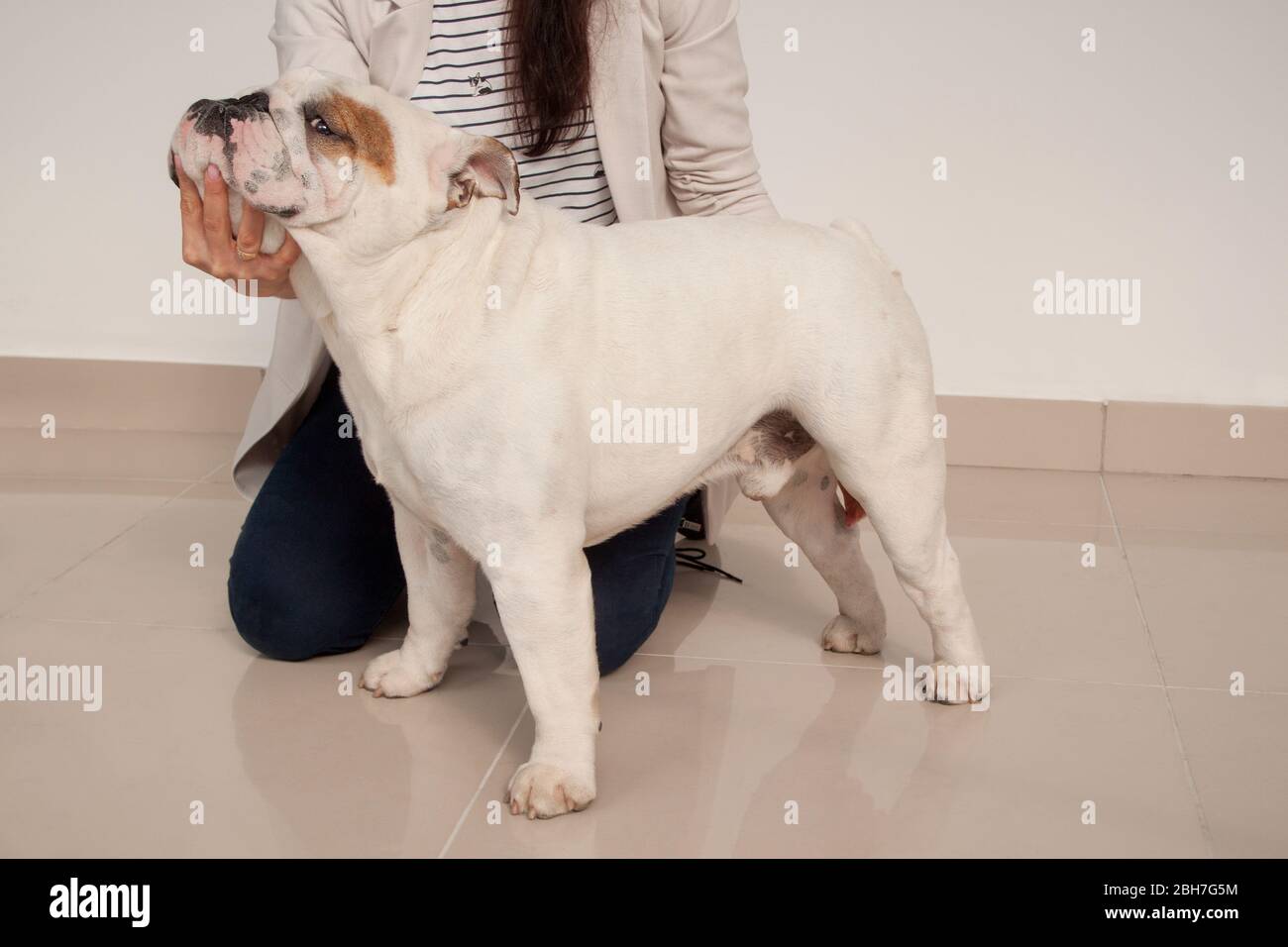 English bulldog in the exhibition stand. Pets animals. Hands of female ...