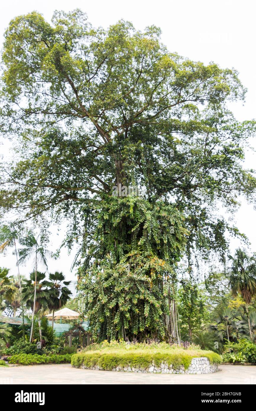 Giant tropical multi-stemmed tree in the Perdana Botanical Garden ...