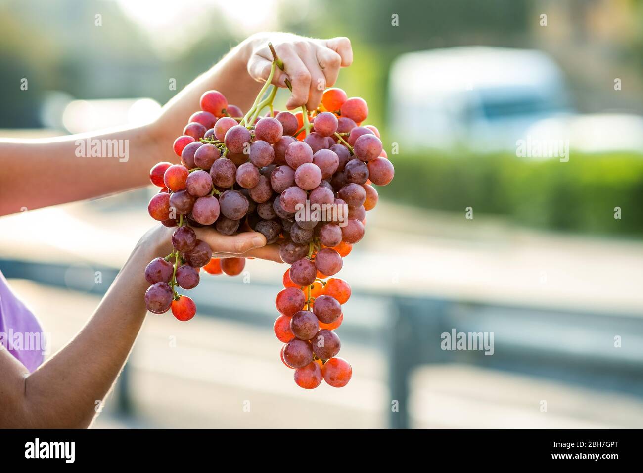 A woman holding big cluster of red juicy grapes in her hand Stock Photo ...