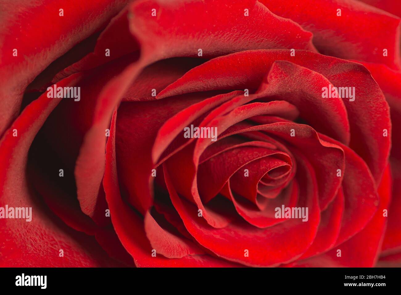 One Red rose background in blur macro natural background selective ...