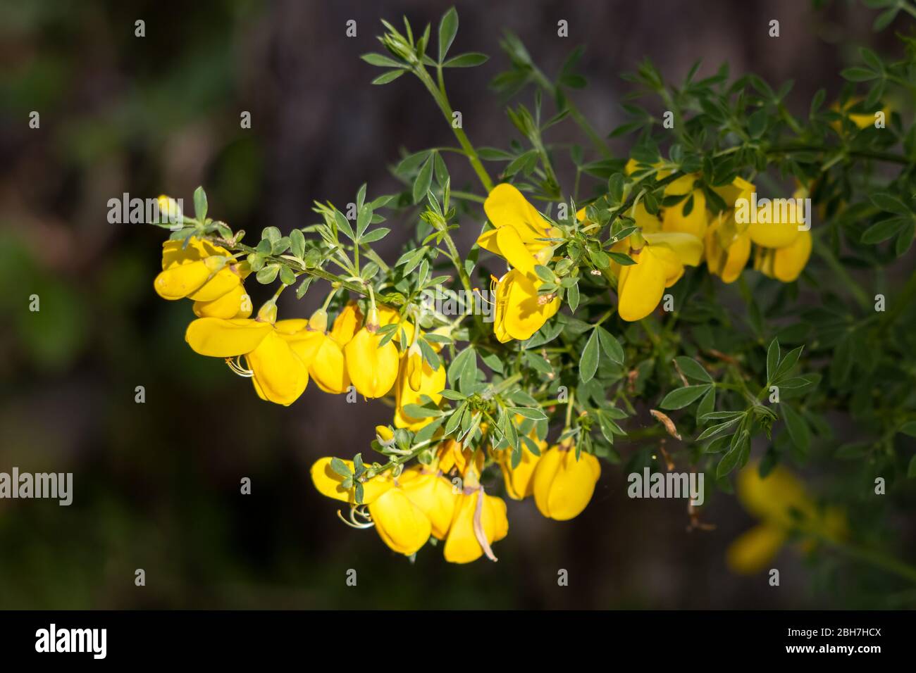Bursting into flower hi-res stock photography and images - Alamy