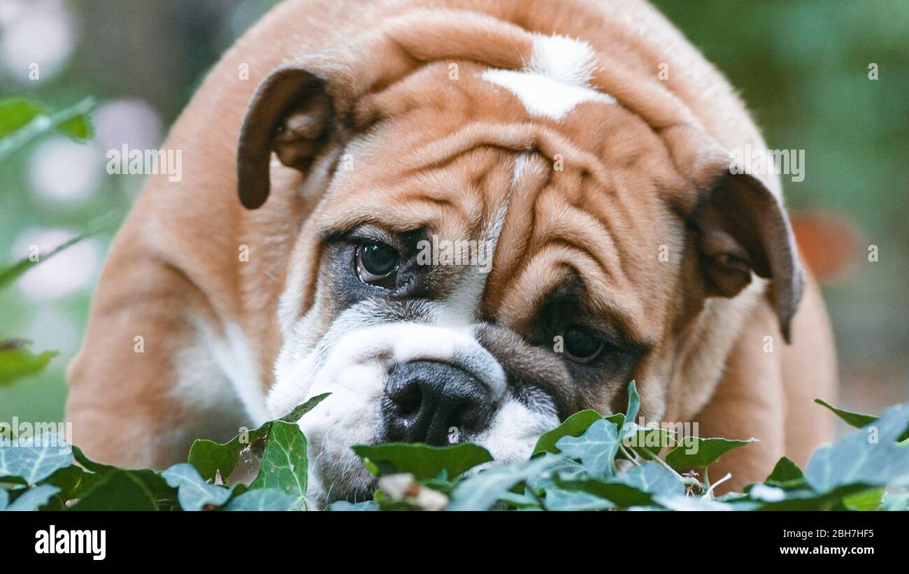 Sad English Bulldog Puppy