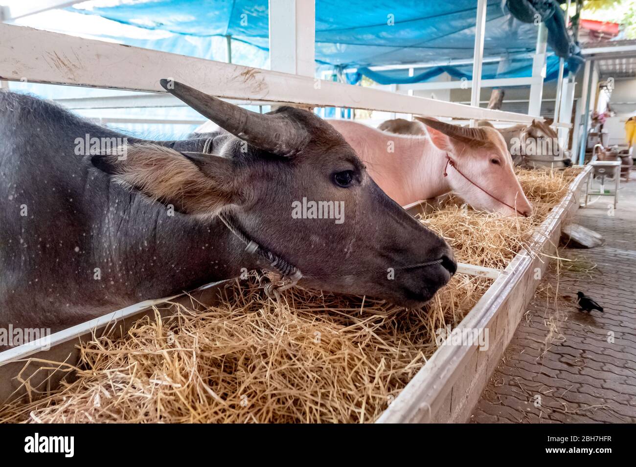 Buffalo eating hay hi-res stock photography and images - Alamy