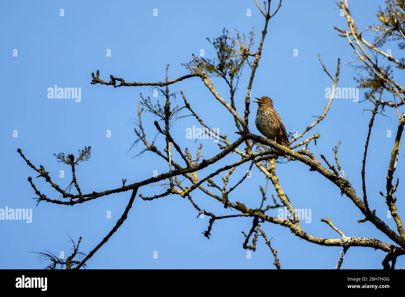 Song thrush singing spring hi-res stock photography and images - Alamy