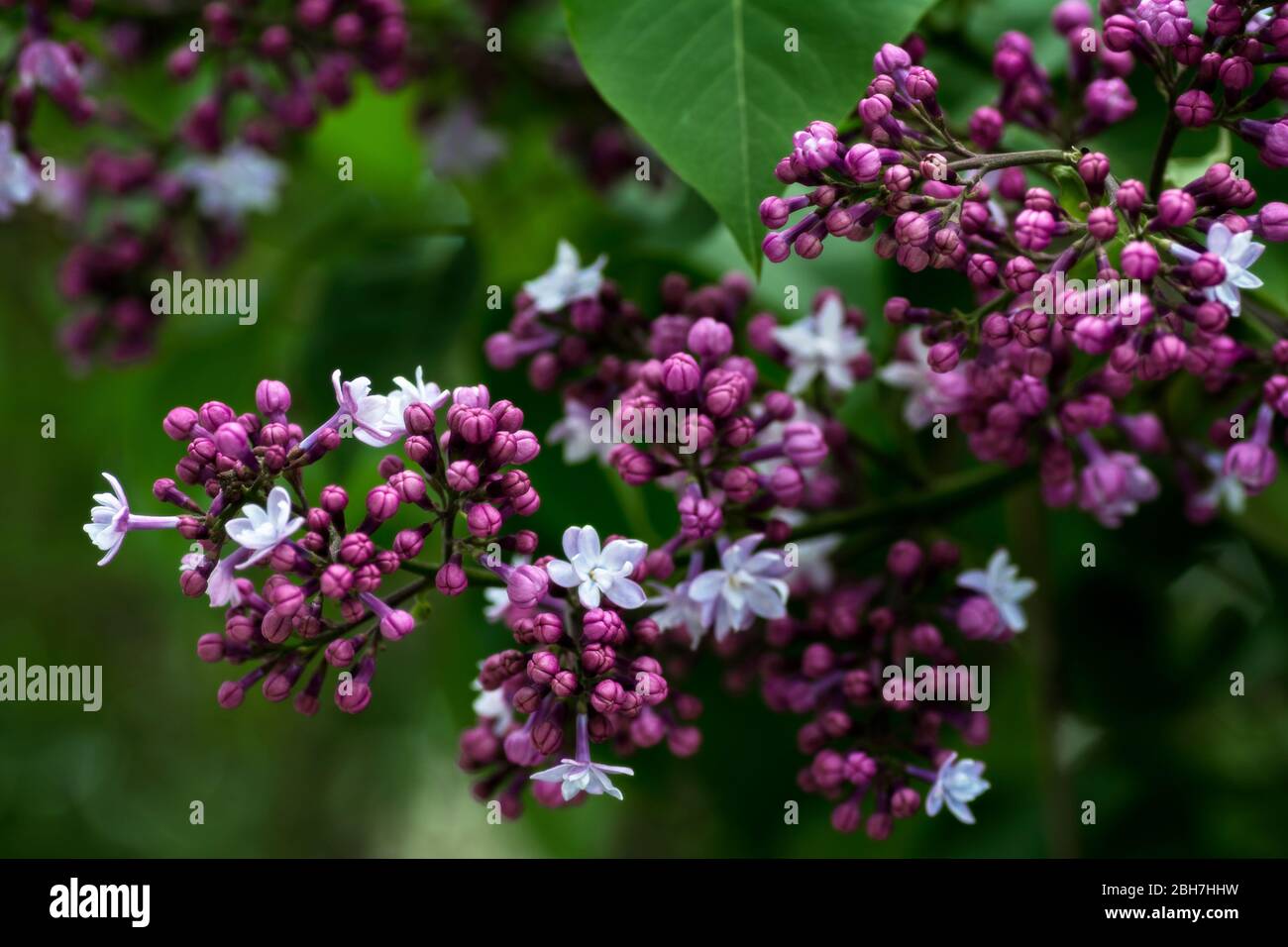 Spring blooming lilac tree flowers. Lilac blossom in spring. Spring ...