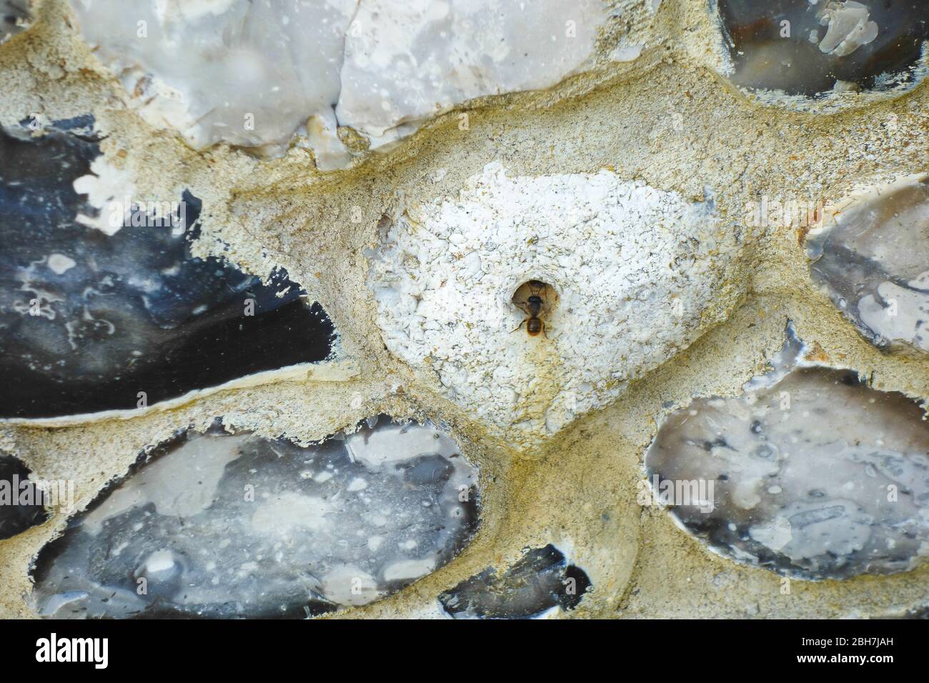 Damage cause to flint stone work on house by Masonry Bees also know as ...