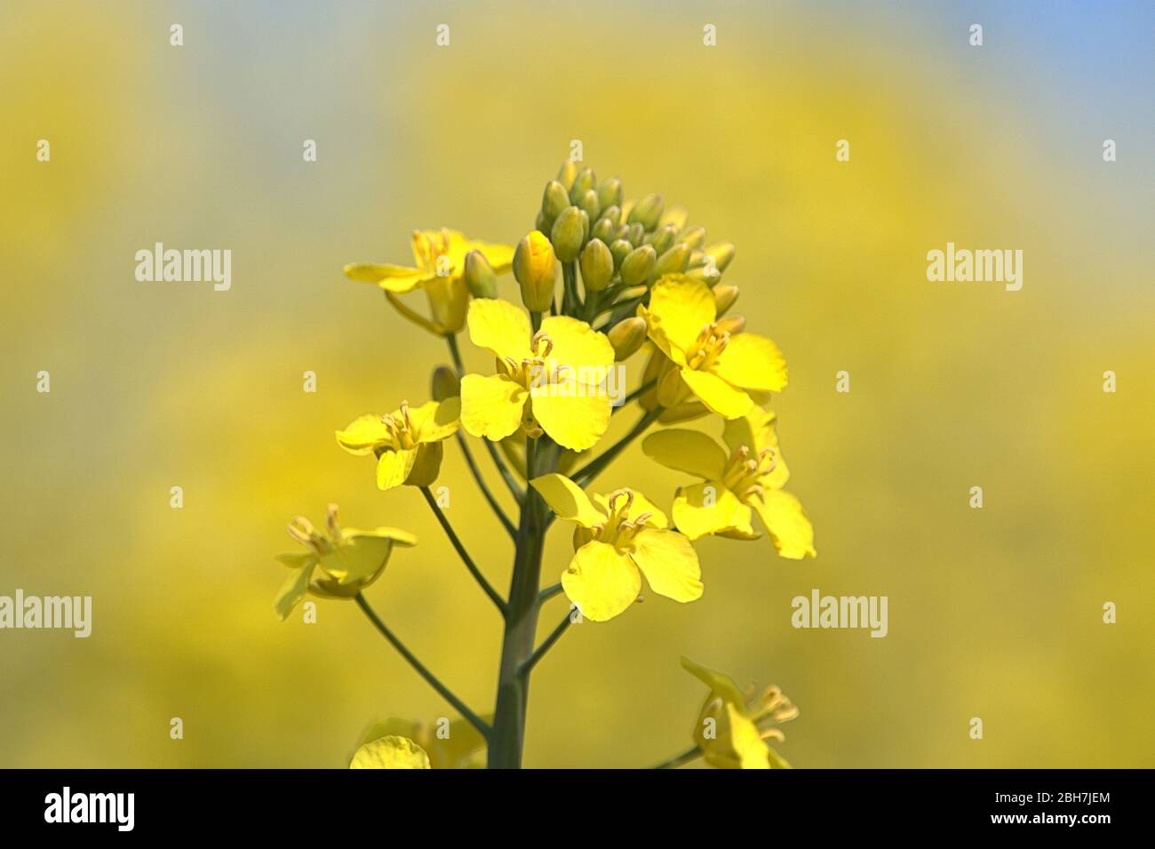 April 23, 2020, blooming rapeseed in detail at Kius (Ulsnis ...
