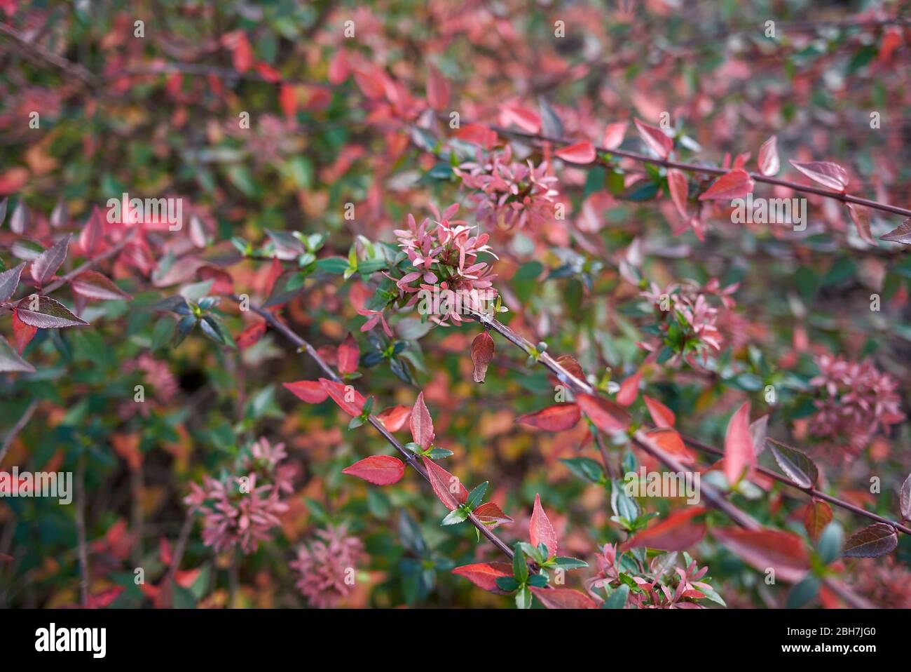 Abelia evergreen shrub Stock Photo - Alamy