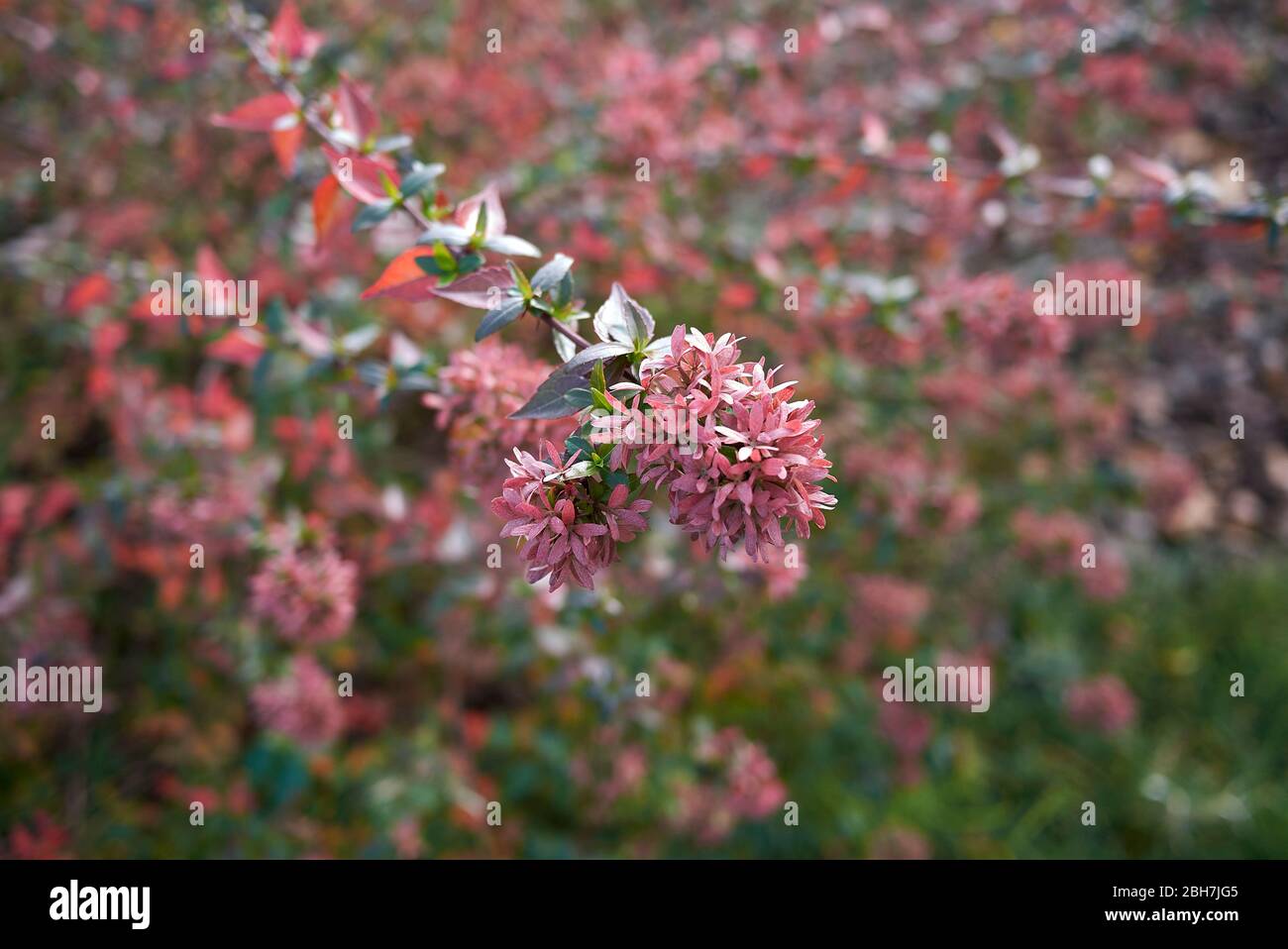 Abelia evergreen shrub Stock Photo - Alamy
