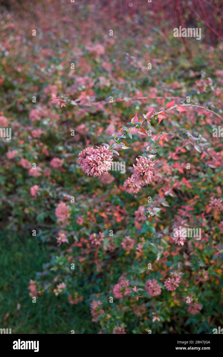 Abelia evergreen shrub Stock Photo - Alamy