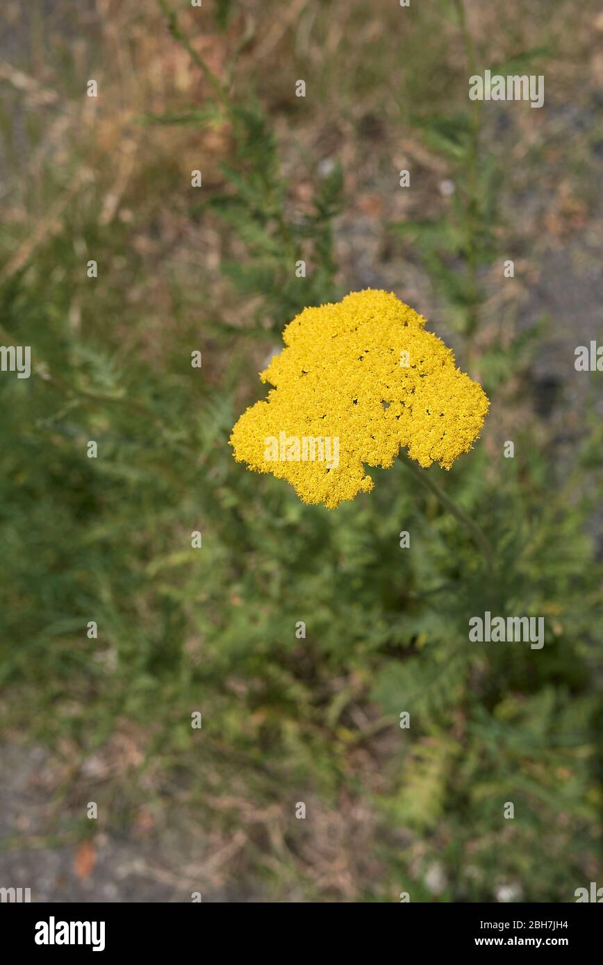 Achillea filipendula hi-res stock photography and images - Alamy