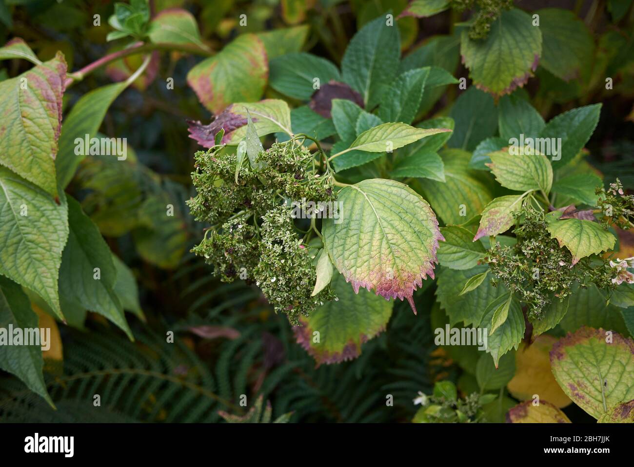 Hydrangea macrophylla with white double flowers Stock Photo - Alamy