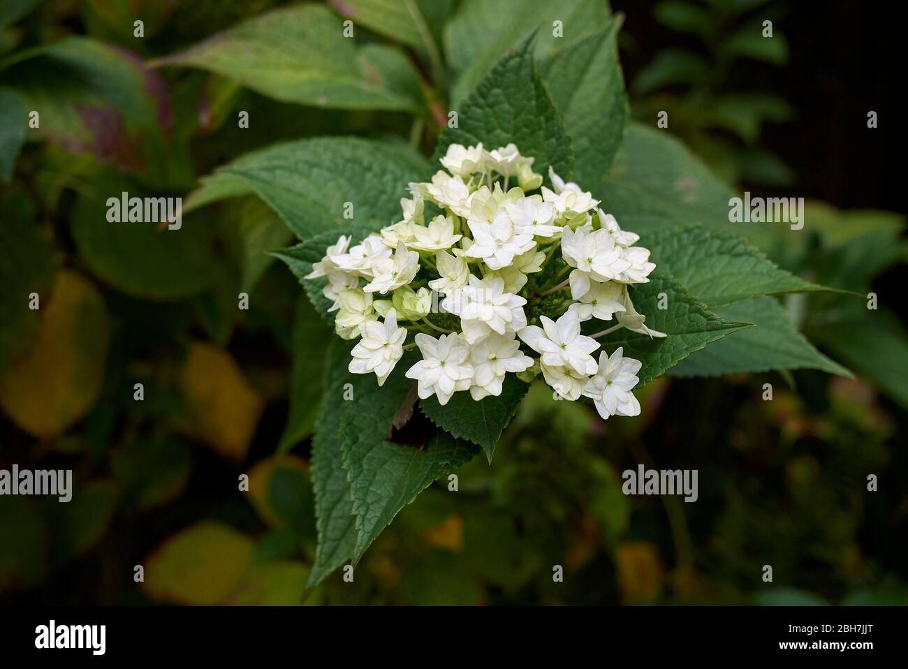 Hydrangea macrophylla with white double flowers Stock Photo - Alamy