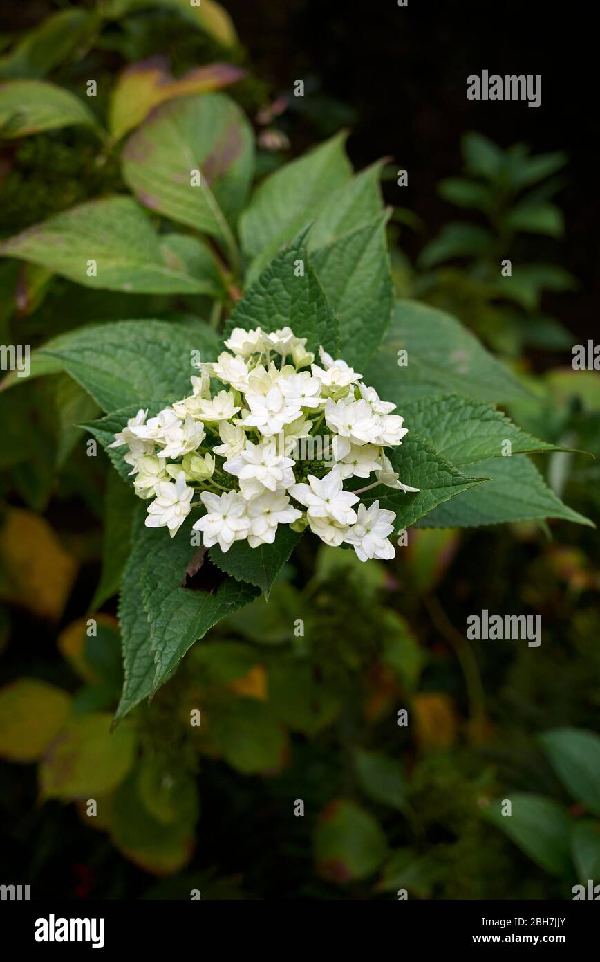 Hydrangea macrophylla with white double flowers Stock Photo - Alamy