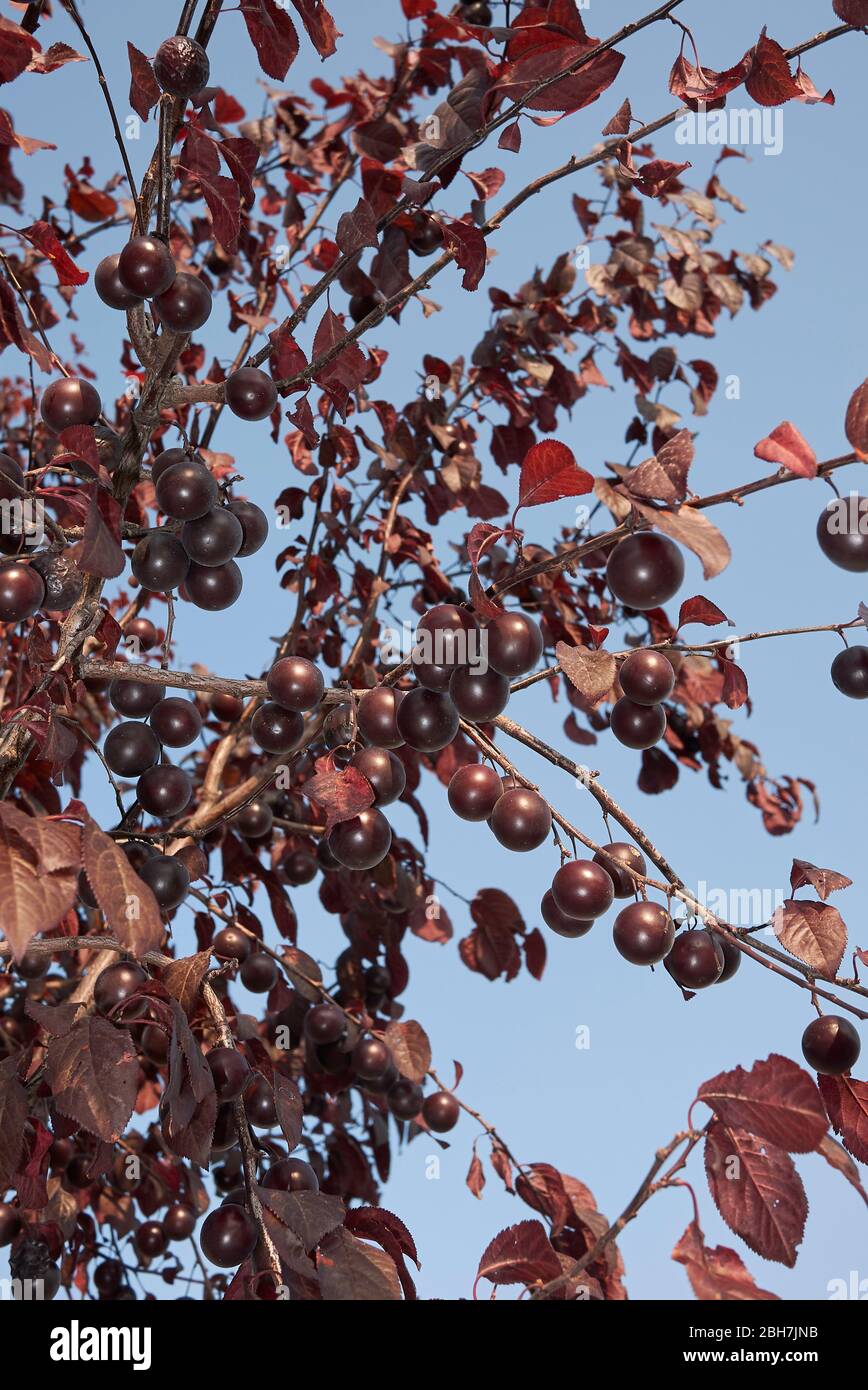 Prunus cerasifera nigra branch with red plums Stock Photo - Alamy