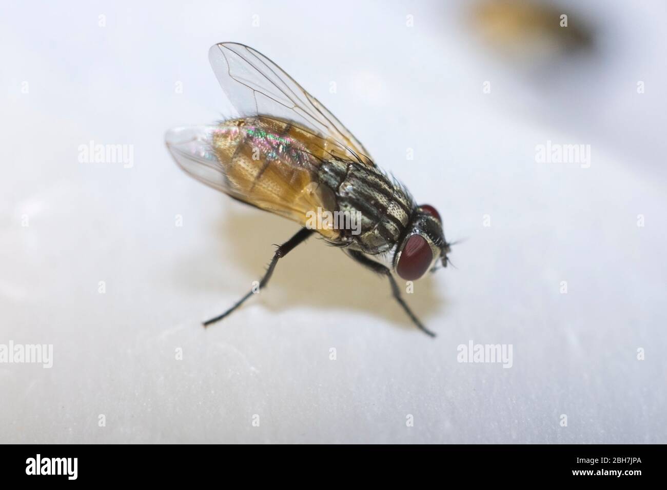 Musca domestica eating hi-res stock photography and images - Alamy