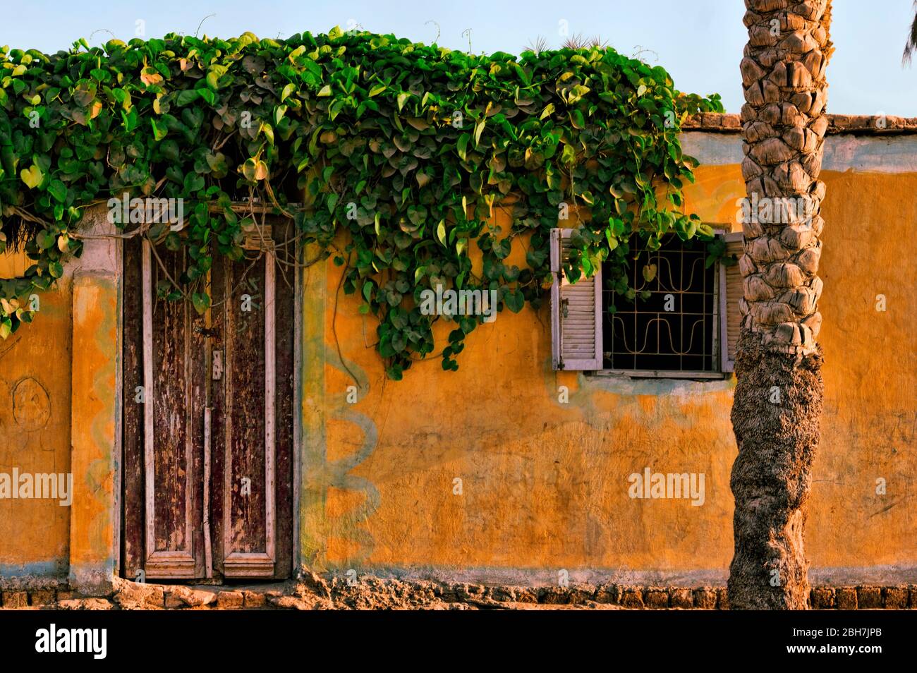 Small house painted in orange color with ivy. One-floor old house in ...