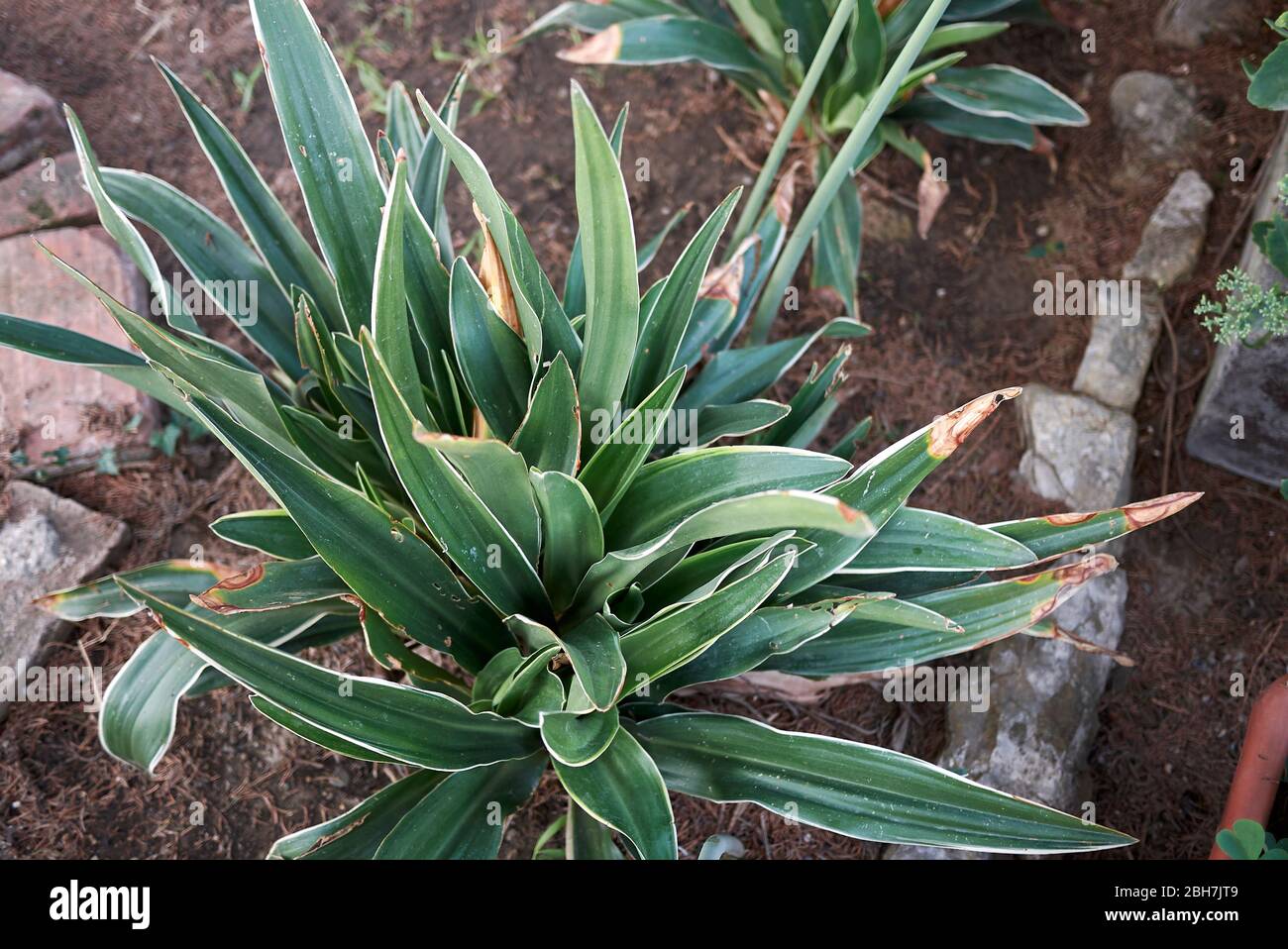 Rohdea japonica evergreen plants Stock Photo - Alamy