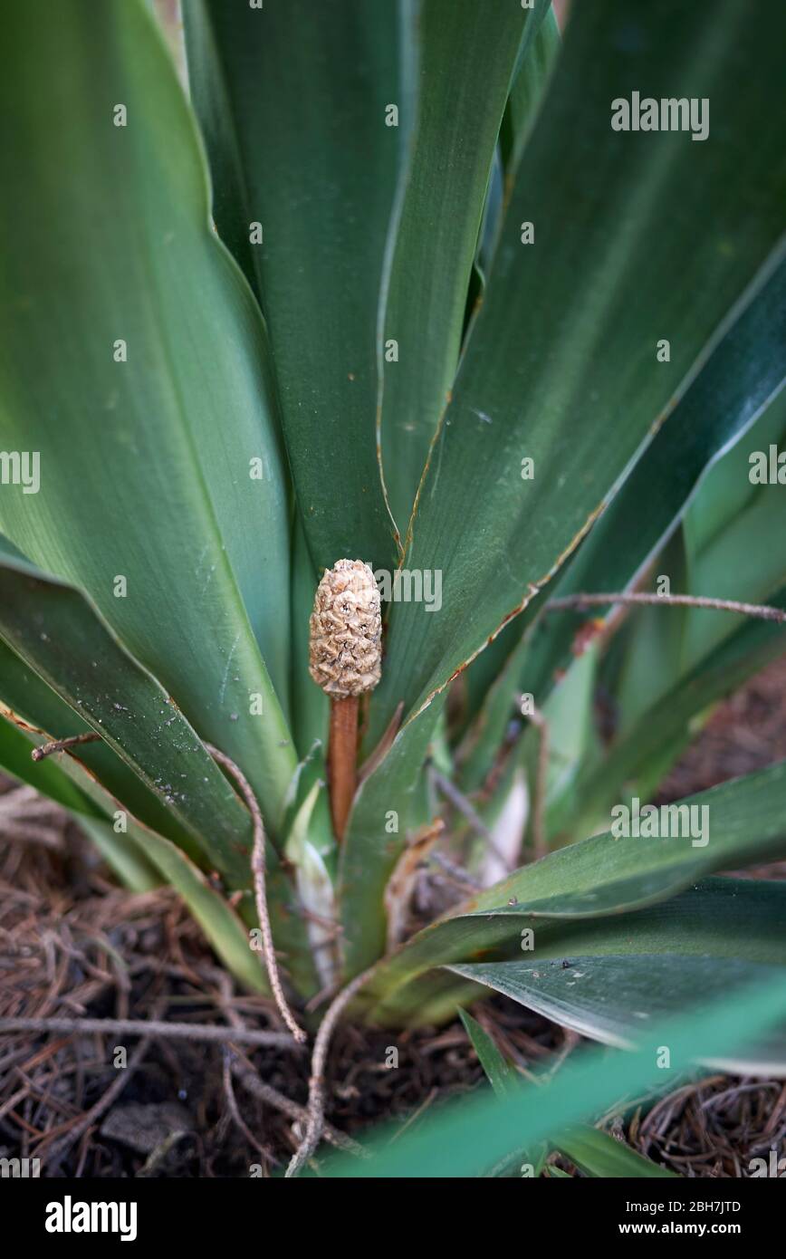 Rohdea japonica evergreen plants Stock Photo - Alamy