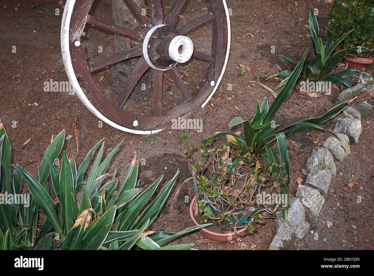 Rohdea japonica evergreen plants Stock Photo - Alamy