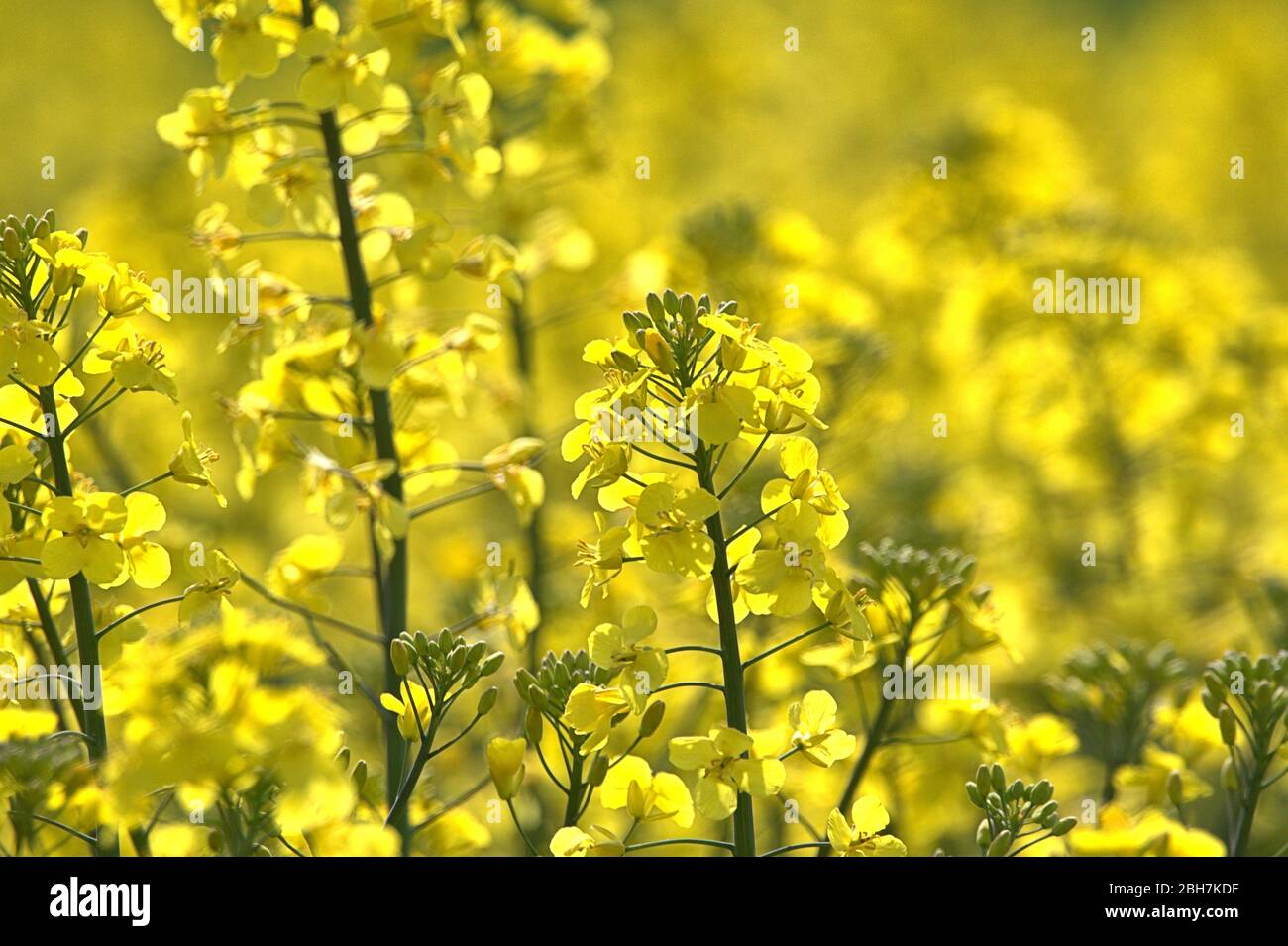 April 23, 2020, blooming rapeseed in detail at Kius (Ulsnis ...