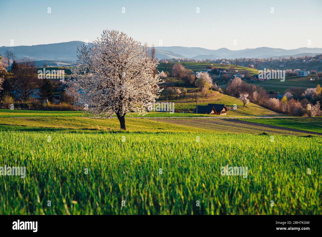 Spring cherry tree, meadows and fields landscape in Slovakia ...