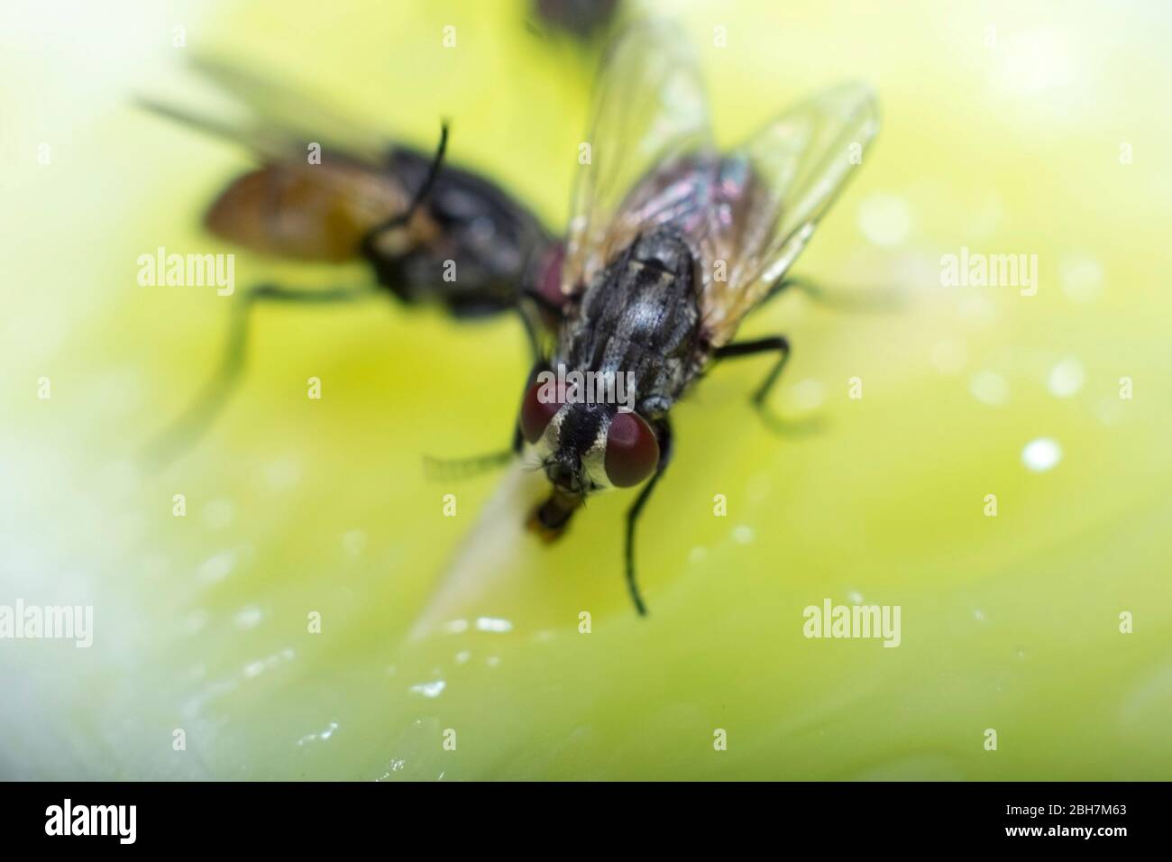 Close up fly head and thorax hi-res stock photography and images - Alamy