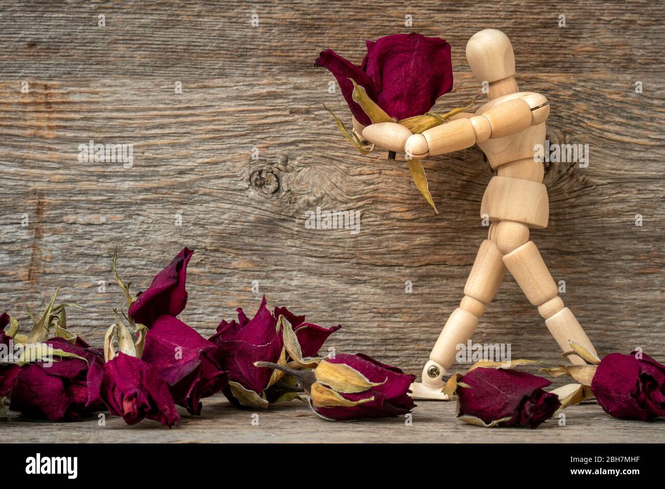 Wooden man picking buds of dried roses Stock Photo - Alamy