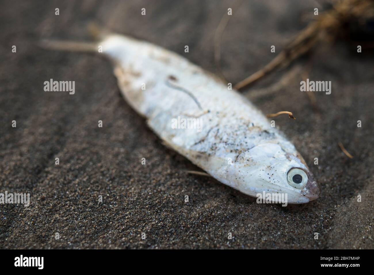 Fish on sea shore Stock Photo - Alamy