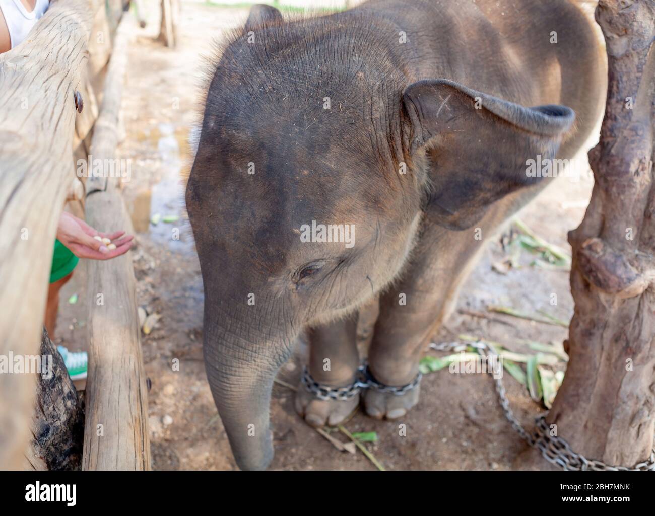 The Baby elephant chained in the elephant camp site in Kanchanaburi ...
