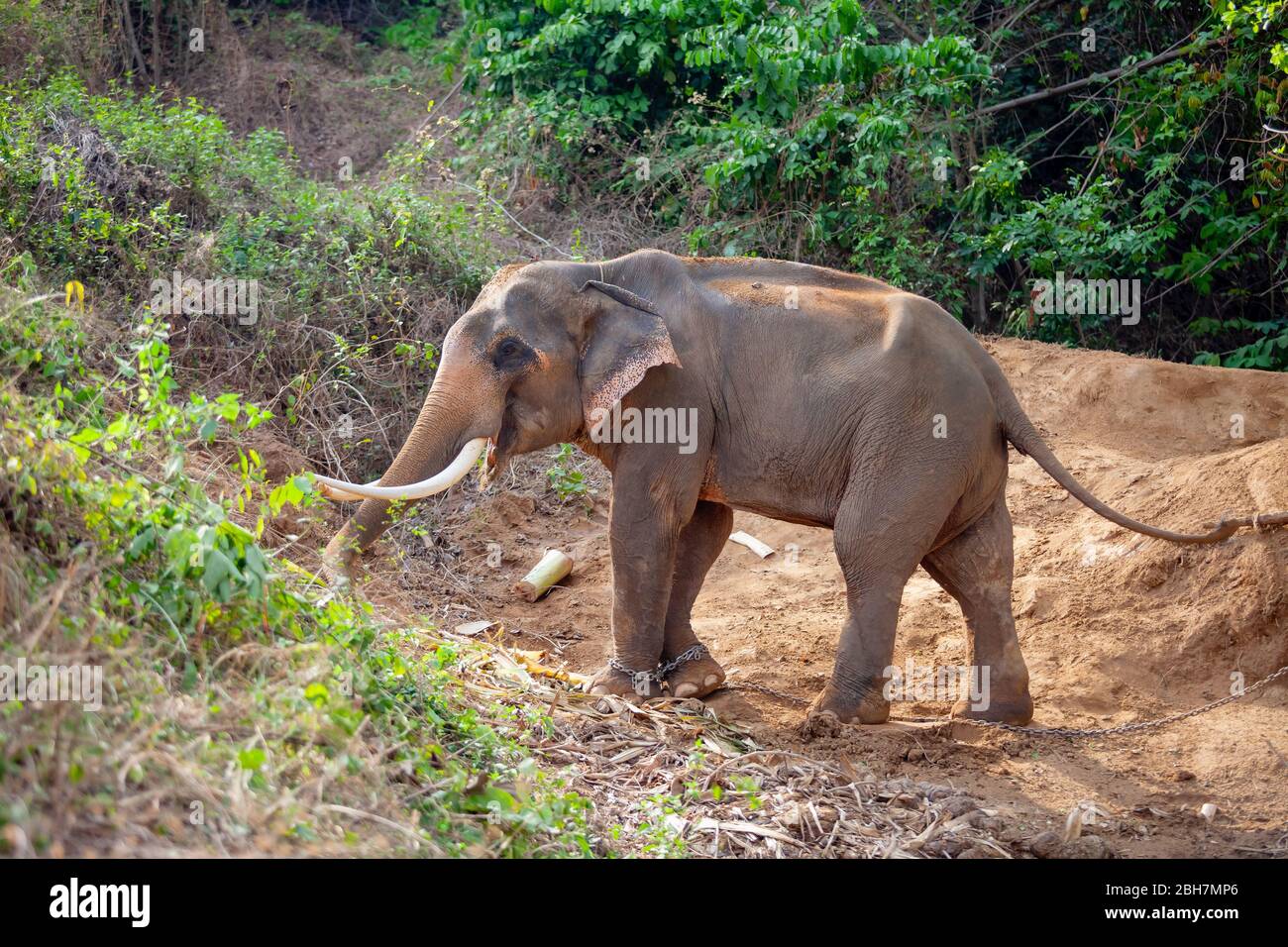 The adult male elephant with its tusk(ivory) and trunk chained in ...