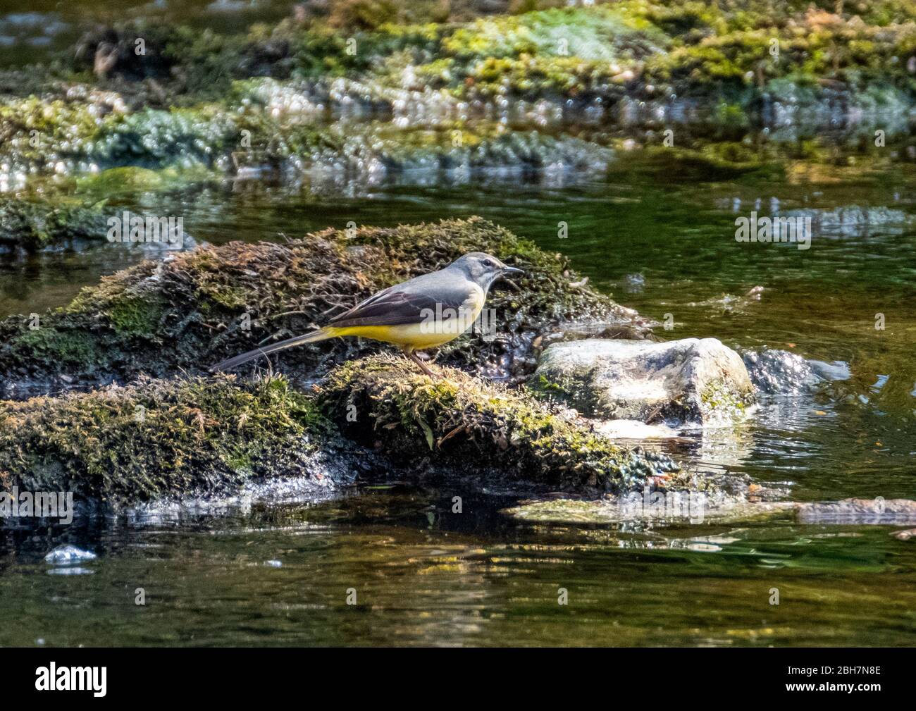 Lothian birding hi-res stock photography and images - Alamy