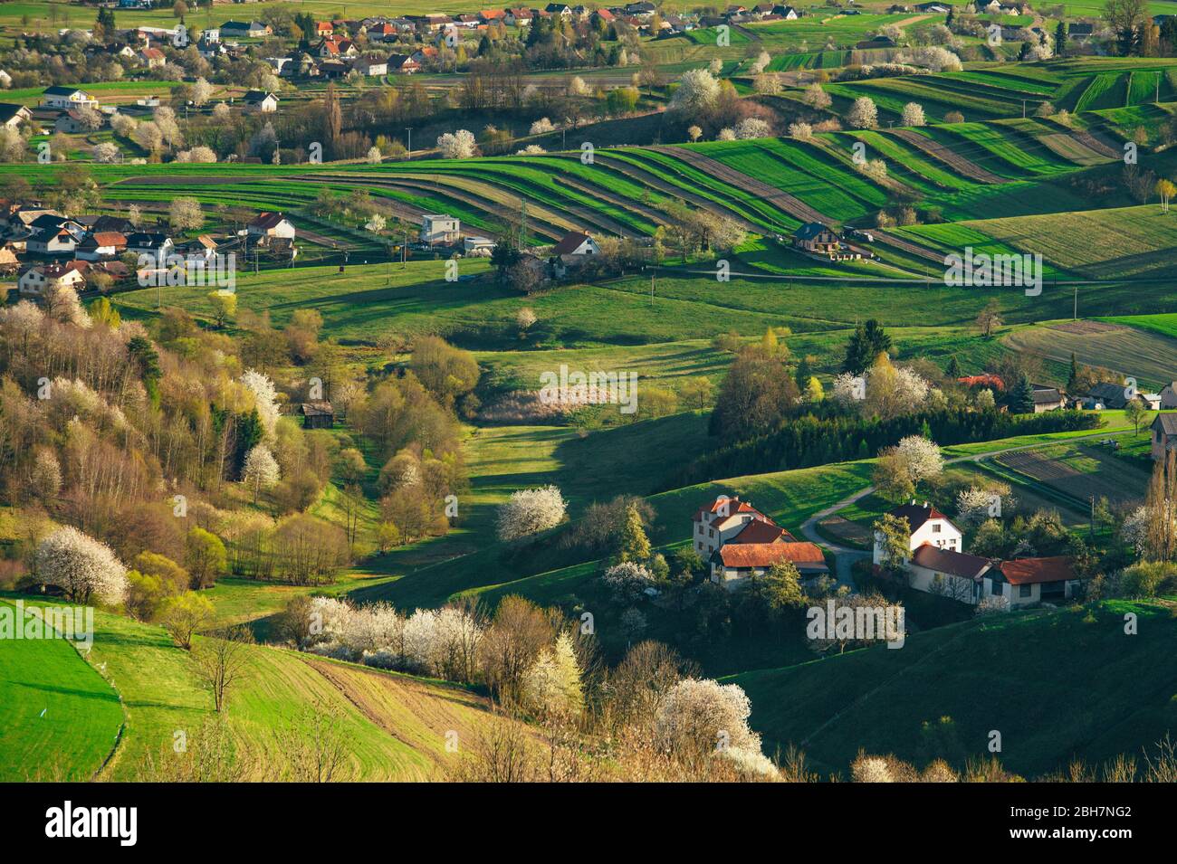 Spring time in beautiful agricultural landscape, green farm fields for ...