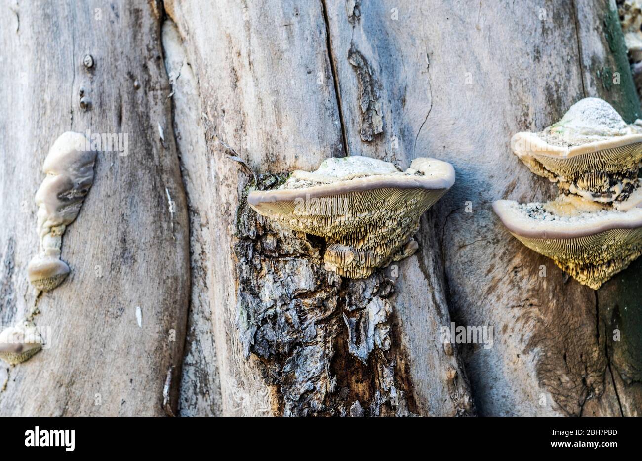 tinder fungi growing on the trunk of an old dry tree Stock Photo - Alamy