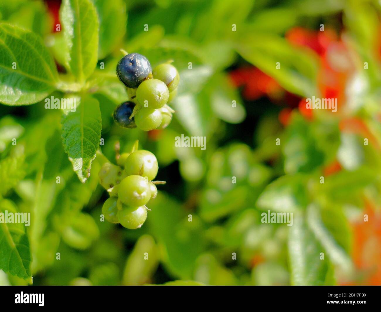 Photo of Green aggregate fruit with green leaves behind Stock Photo - Alamy